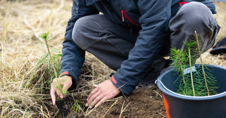 The History and Evolution of the Logging Industry - SAN Forestry