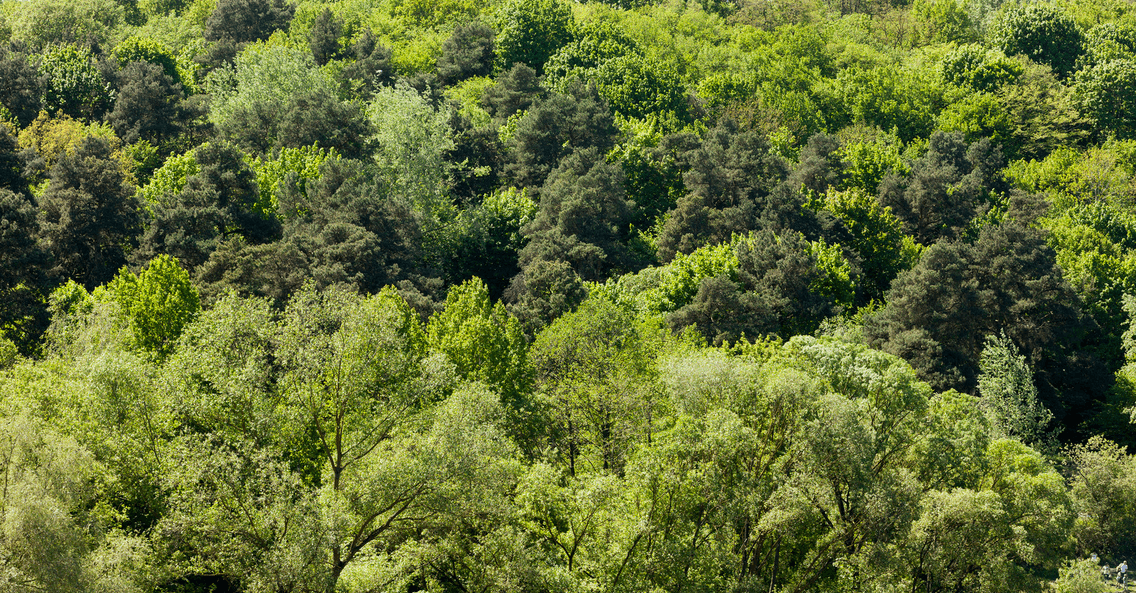 Types of Trees Harvested in Alberta and Their Uses - SAN Forestry