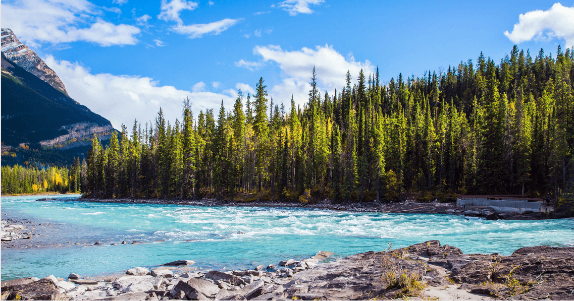 Types of Trees Harvested in Alberta and Their Uses - SAN Forestry