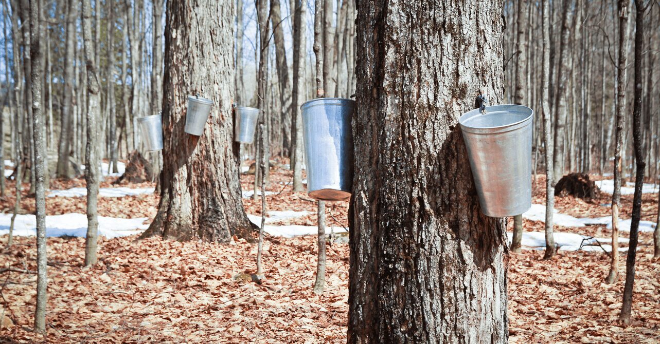 The Top 10 Most Fascinating Trees Found in Canadian Forests - SAN Forestry